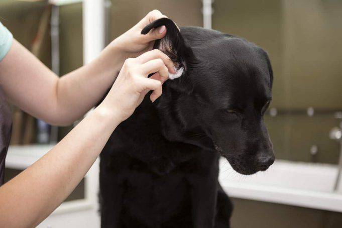 Come riconoscere l'otite nel cane: sintomi e segnali