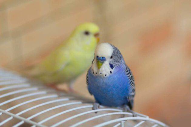 La riproduzione delle cocorite: 10 cose da fare e sapere