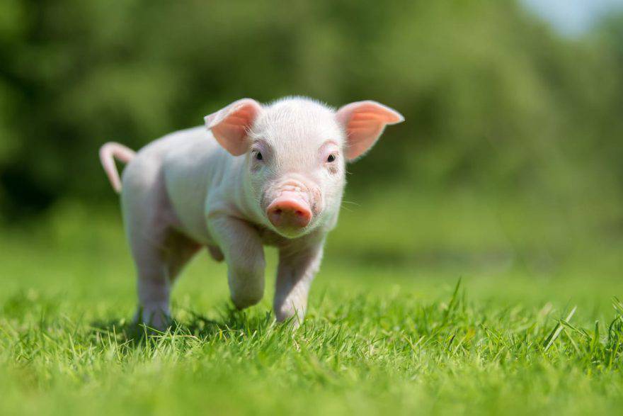 L'maiale alimentazione del maiale domestico e in fattoria