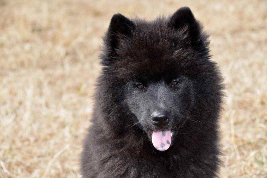 Il colore della lingua del cane: segno indicativo per la sua salute