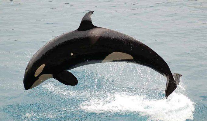 Cetacei: elenco, curiosità, caratteristiche dei giganti del mare