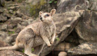 I Marsupiali australiani più noti: dal canguro, al koala fino all'Opossum
