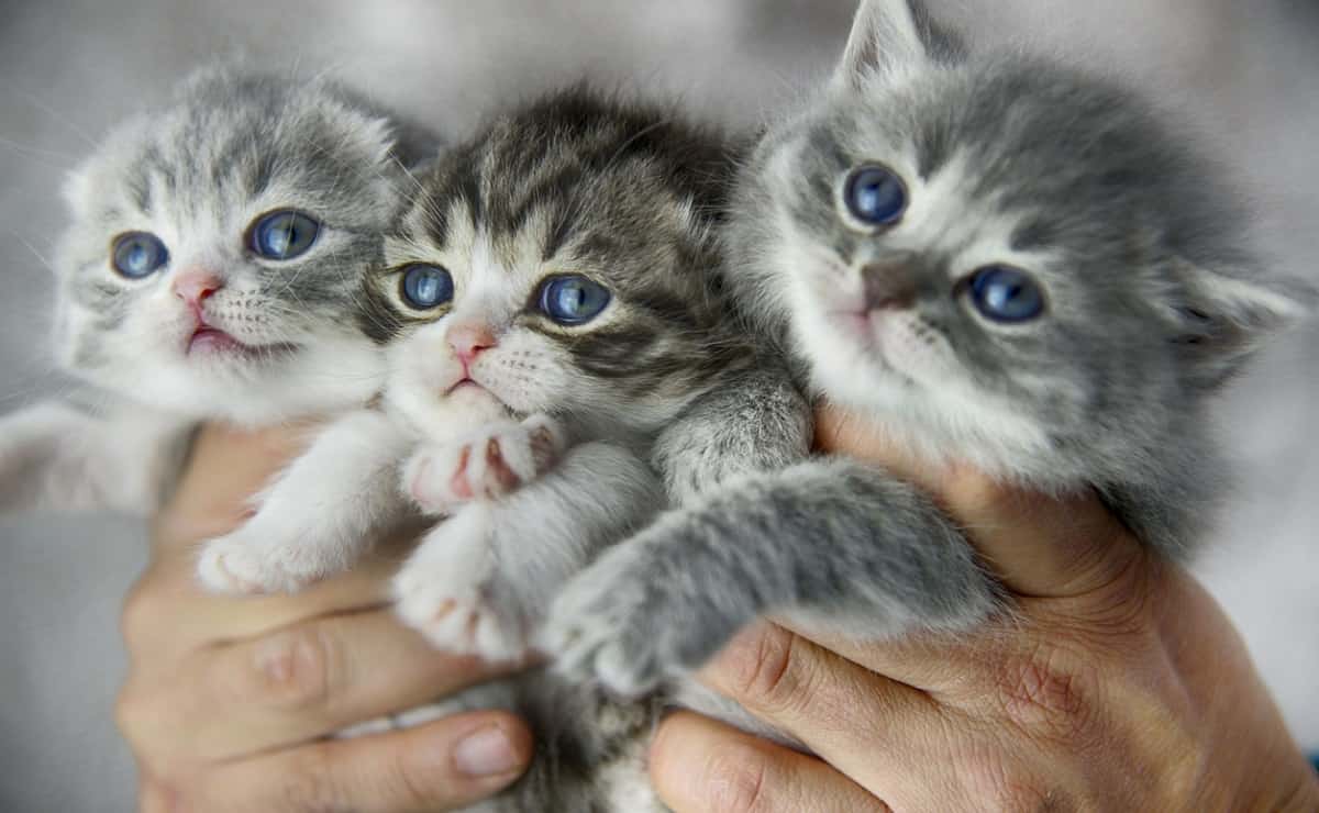 Separare un gattino da mamma gatta: quando farlo e come procedere