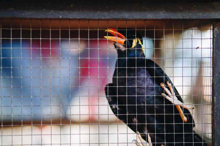Il merlo indiano: caratteristiche, habitat e alimentazione