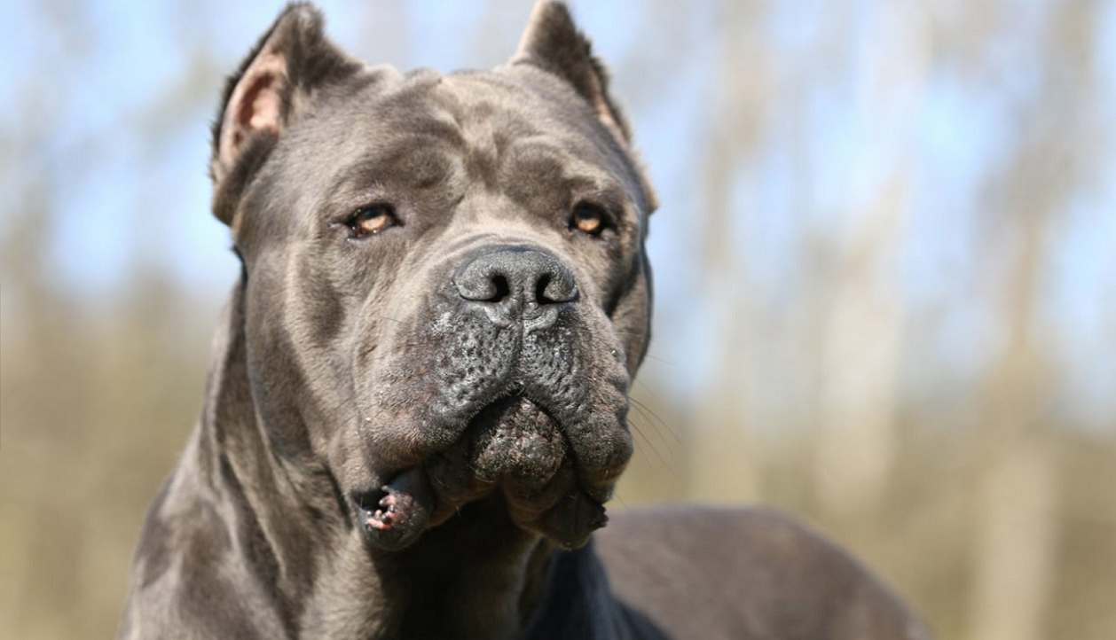 Cane Corso, un molossoide gigante: carattere e addestramento