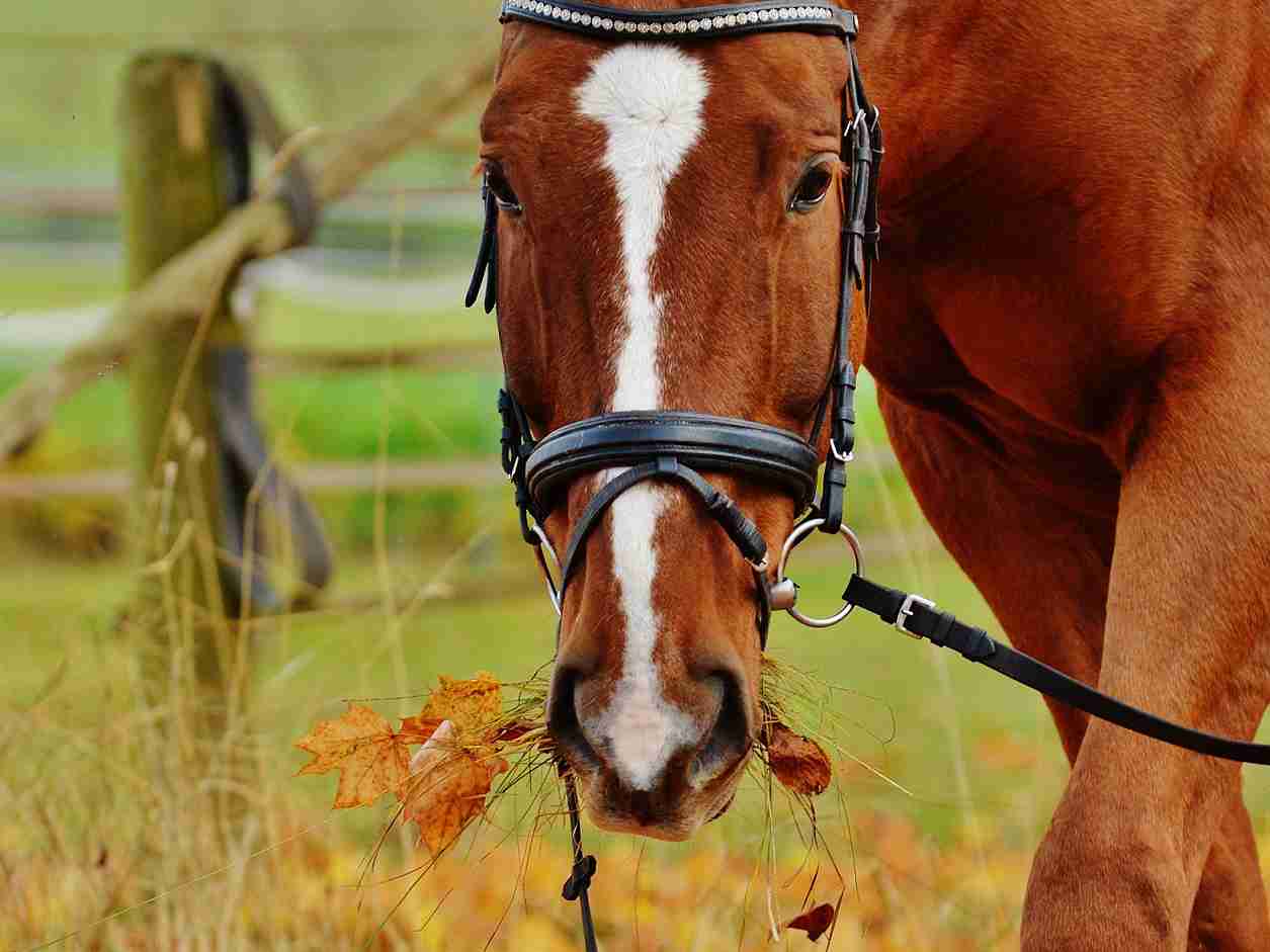 Morso e filetto per cavalli: le diverse imboccature e come funzionano