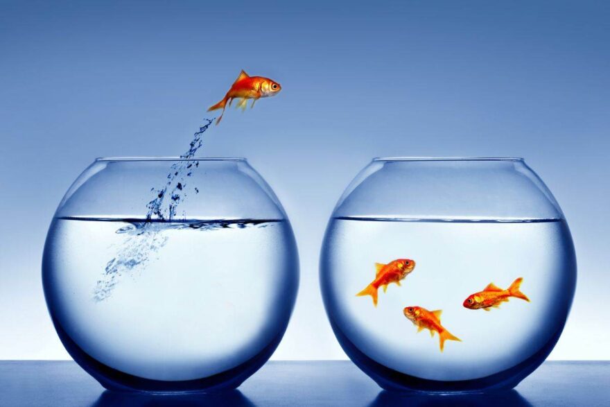 I comportamenti del pesce rosso da non sottovalutare quando sta male