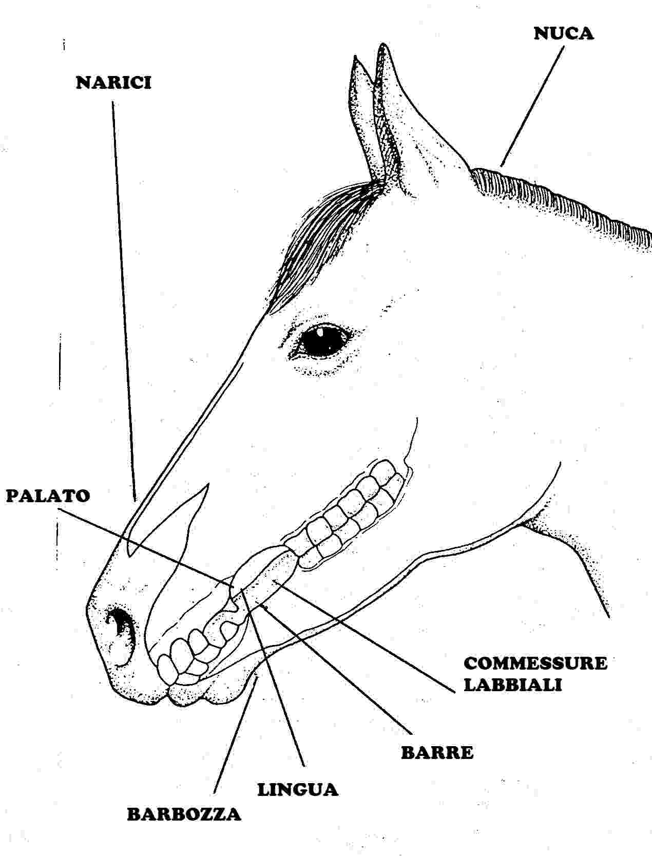 Morso e filetto per cavalli: le diverse imboccature e come funzionano