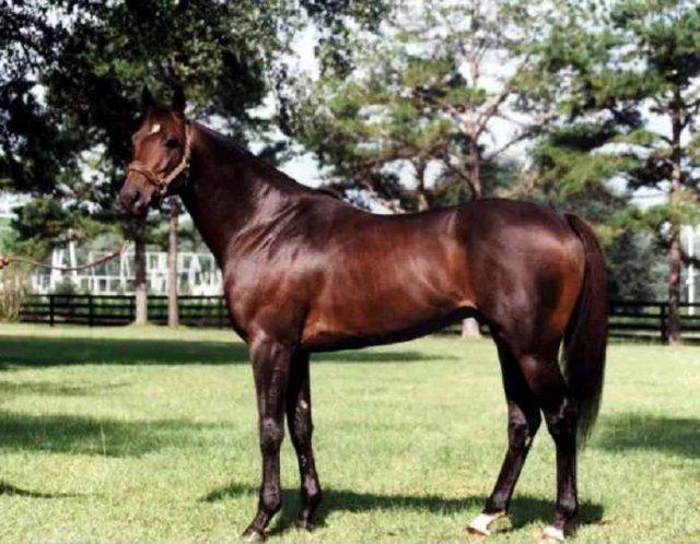 Razze di cavalli inglesi: dal purosangue inglese al Welsh pony