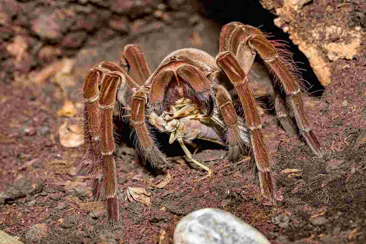 La tarantola come animale domestico: consigli, cura e specie