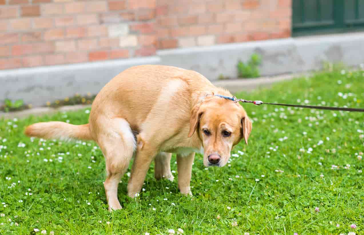 Il cane ci mette tanto tempo a fare i bisogni: ecco perché