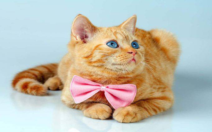 Come capire se un gattino è maschio o femmina? Cosa fare