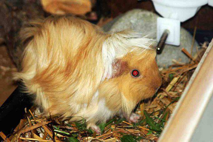 Cavia peruviana: caratteristiche e cure del roditore a pelo lungo