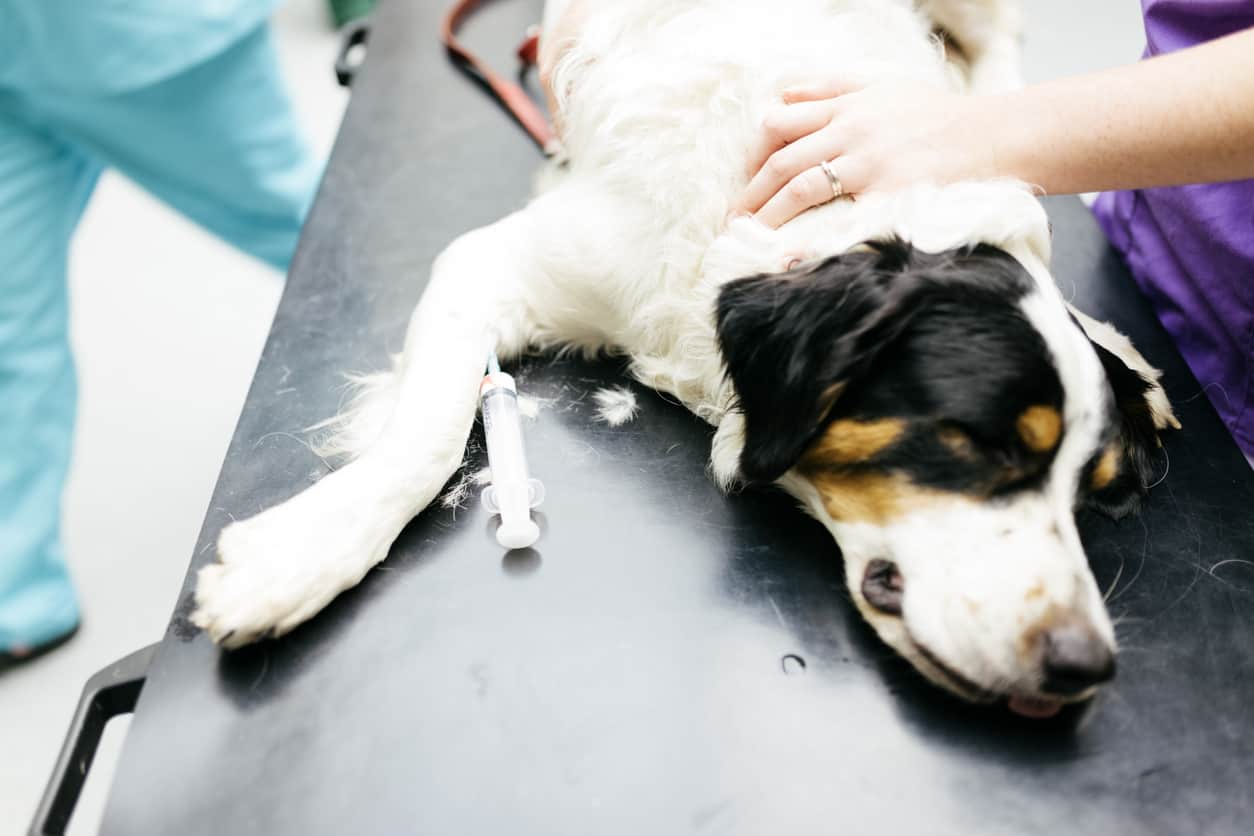 Il melanoma del cane: tumore della pelle. Sintomi e cura