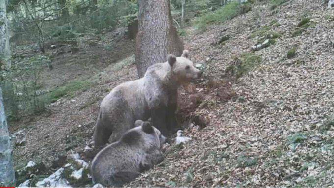 Animali che vanno in letargo: quali sono e come sopravvivono