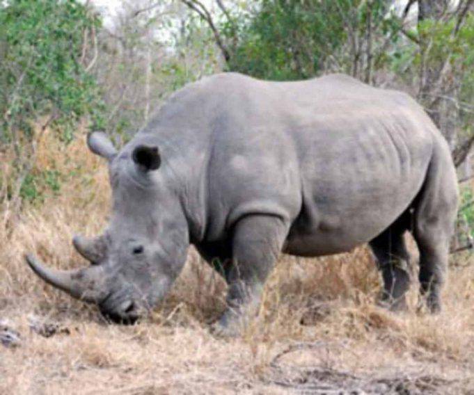 Rinoceronti bianchi in via di estinzione arrivano al Bio parco di Roma