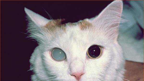 Cataratta nel gatto: i segnali per riconoscerla e curarla