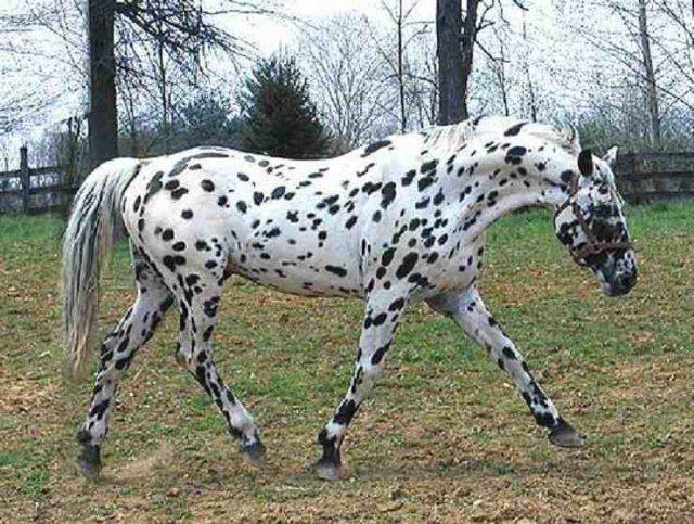 Cavalli pezzati: razze di cavalli con macchie e punti