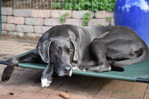Razze di cani giganti: l'elenco dei pelosetti di taglia enorme