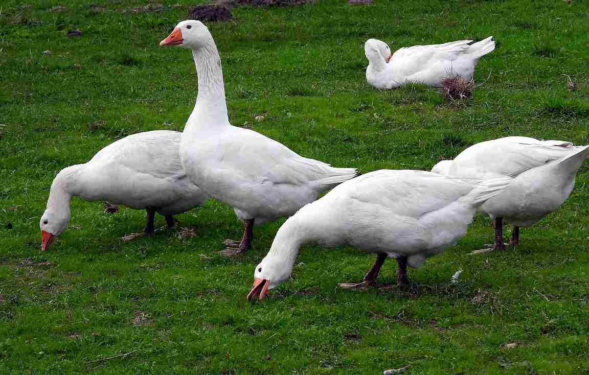 Oca bianca come animale domestico: caratteristiche e alimentazione