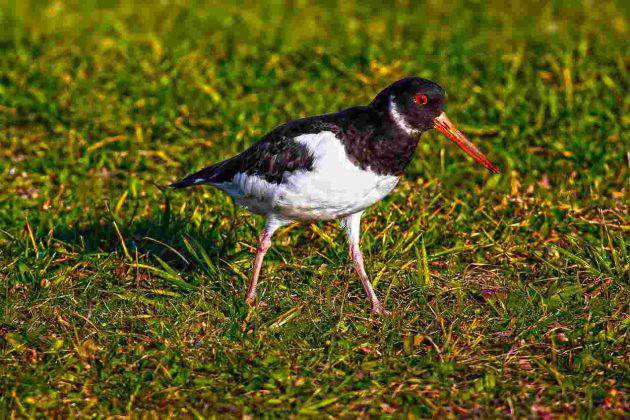 Animali con la B: tutti quelli che iniziano per B in italiano e in inglese