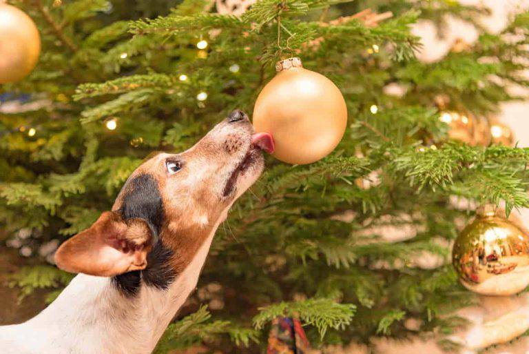 Cane e albero di natale: zero rischi in 5 semplici consigli