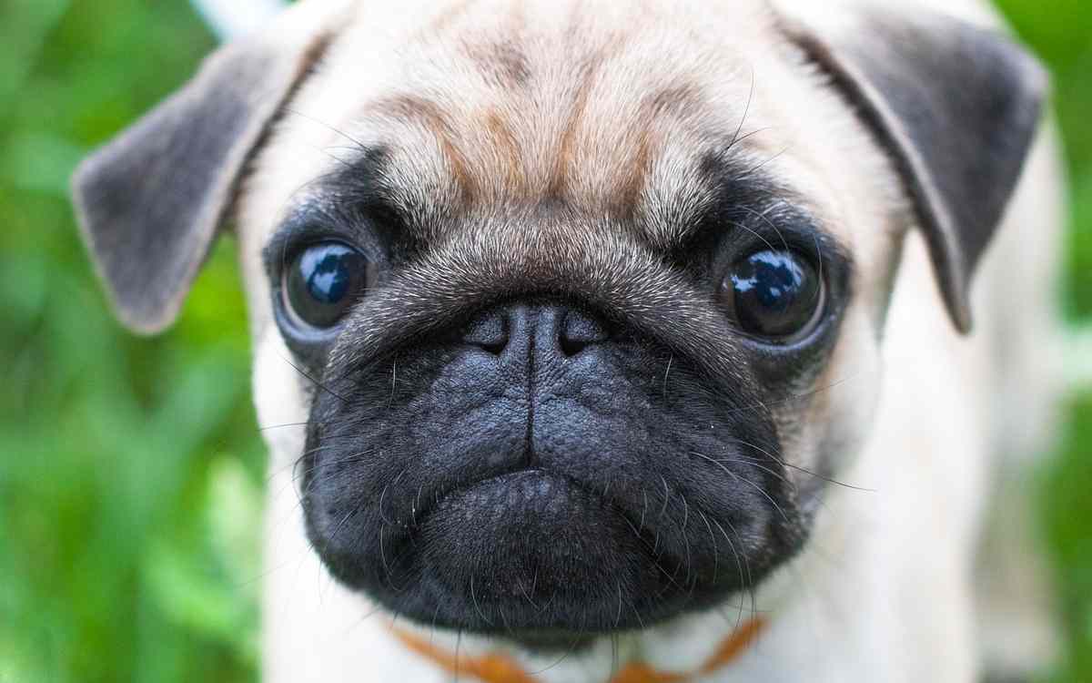 Strabismo nel cane è pericoloso? Vediamo le cause e il trattamento