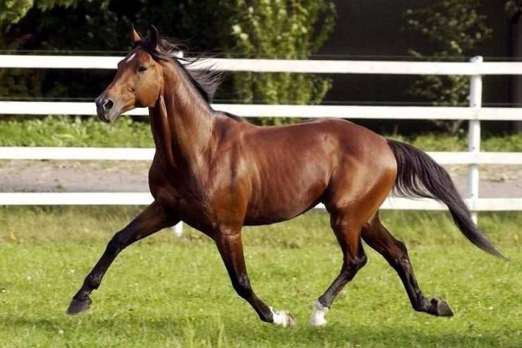 Cavallo: glossario dei termini dell'equitazione e dell'ippica