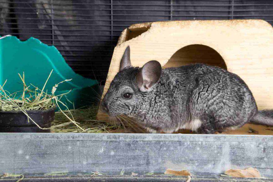 Cincillà domestico: cura, igiene e pulizia della gabbietta