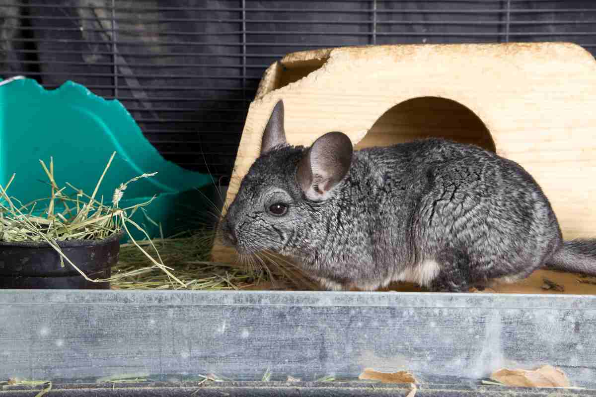 Cincillà domestico: cura, igiene e pulizia della gabbietta