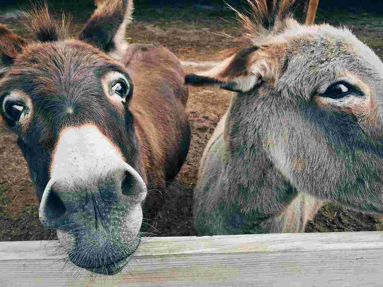 Animali con la D: tutti quelli che iniziano per D in italianoe in inglese