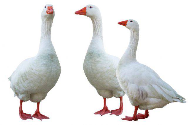 Oca bianca come animale domestico: caratteristiche e alimentazione