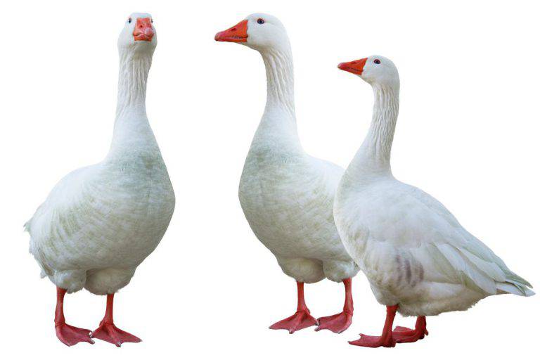 Oca bianca come animale domestico: caratteristiche e alimentazione