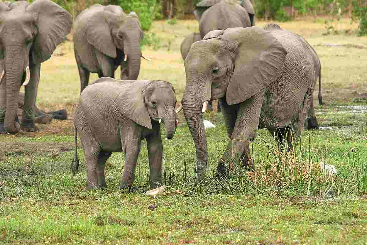 Elefante: cosa mangia, dove vive, caratteristiche e curiosità