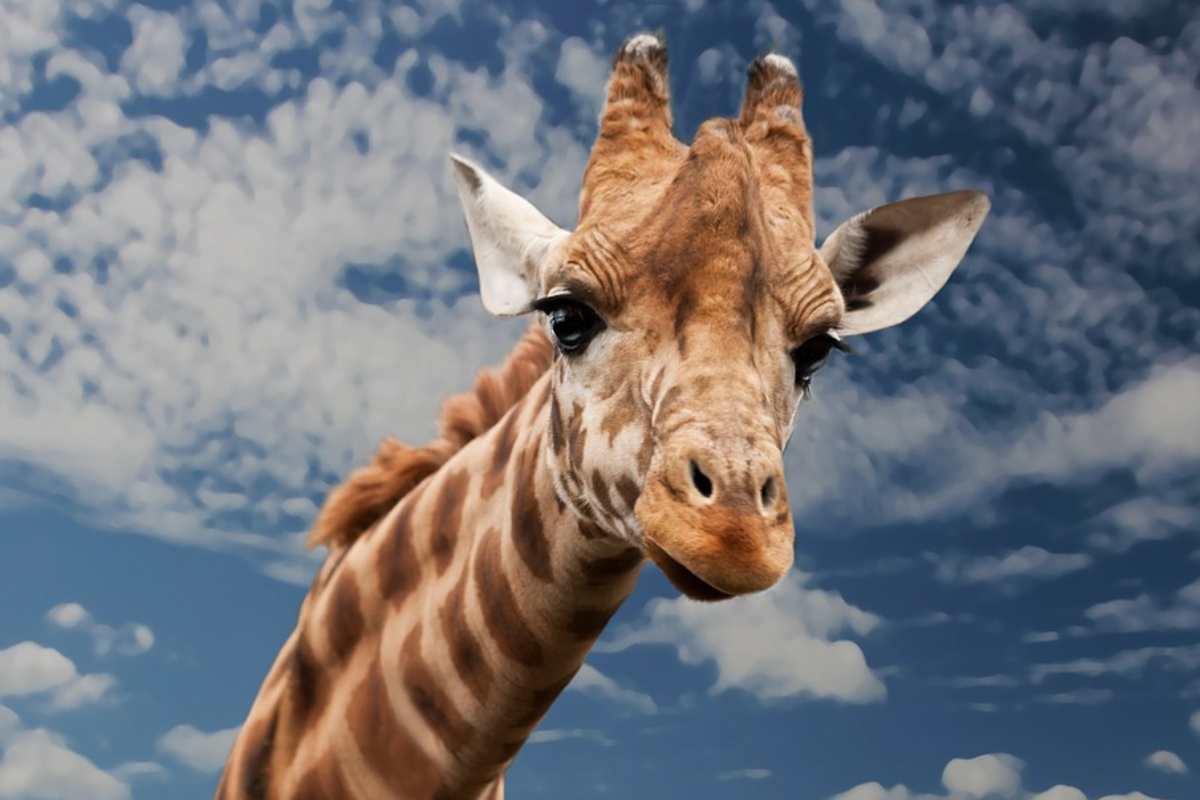 Giraffa: cosa mangia, dove vive, caratteristiche e curiosità