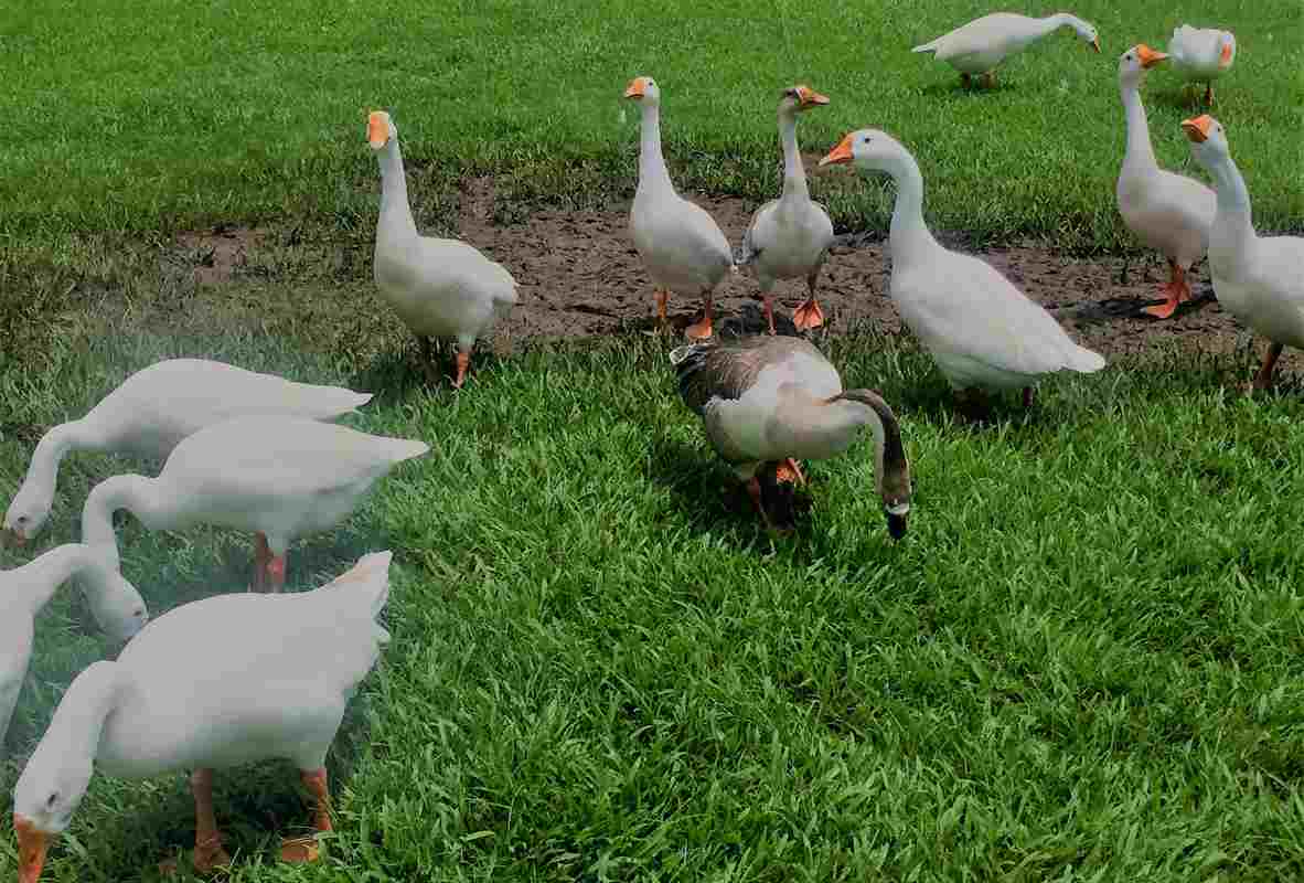 Oca bianca come animale domestico: caratteristiche e alimentazione