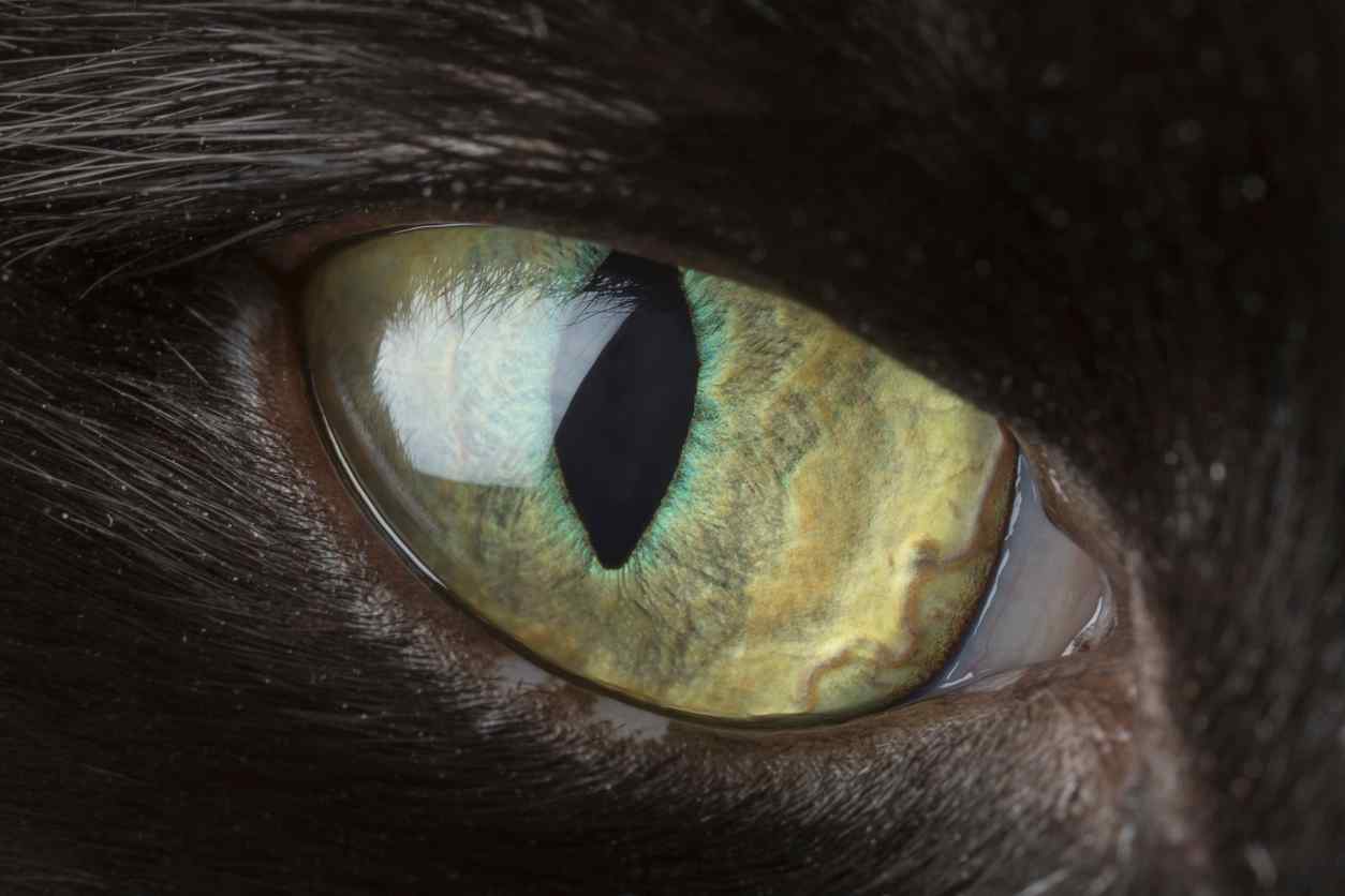 Uveite nel gatto: cause probabili, sintomi e rimedi efficaci