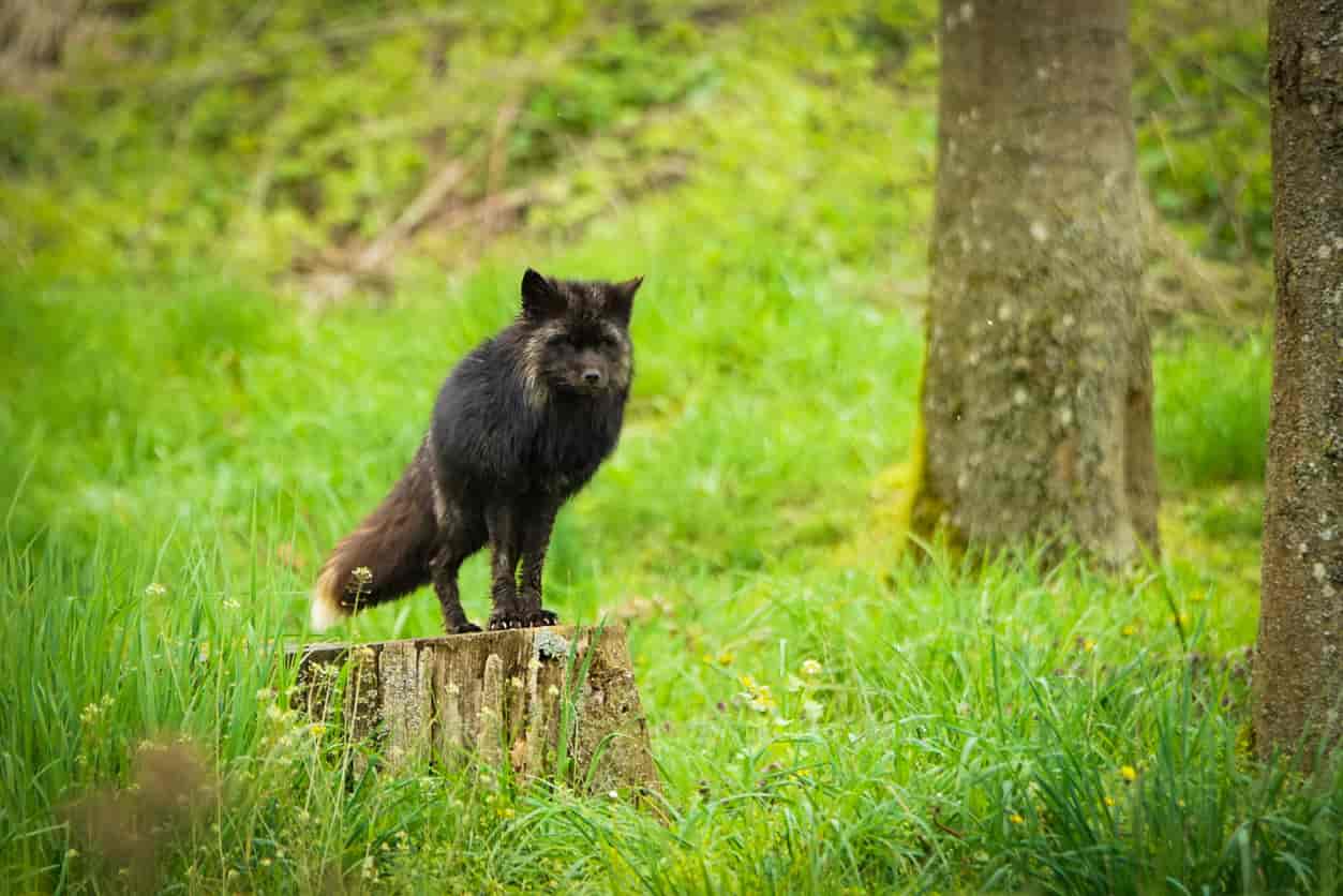 Animali neri melanici: tutto sul melanismo in natura - FOTO