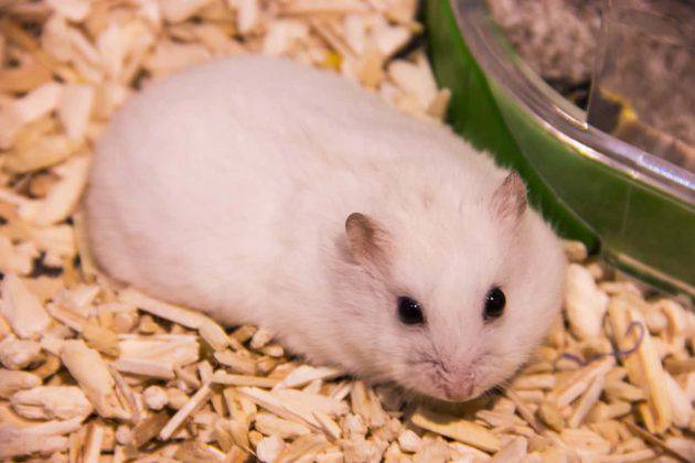 Le differenze tra criceto russo e siberiano: ecco quali sono