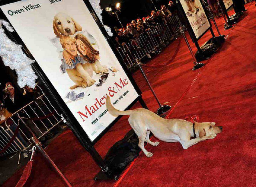 Io & Marley: tutto sul film col tenero Labrador Retriever