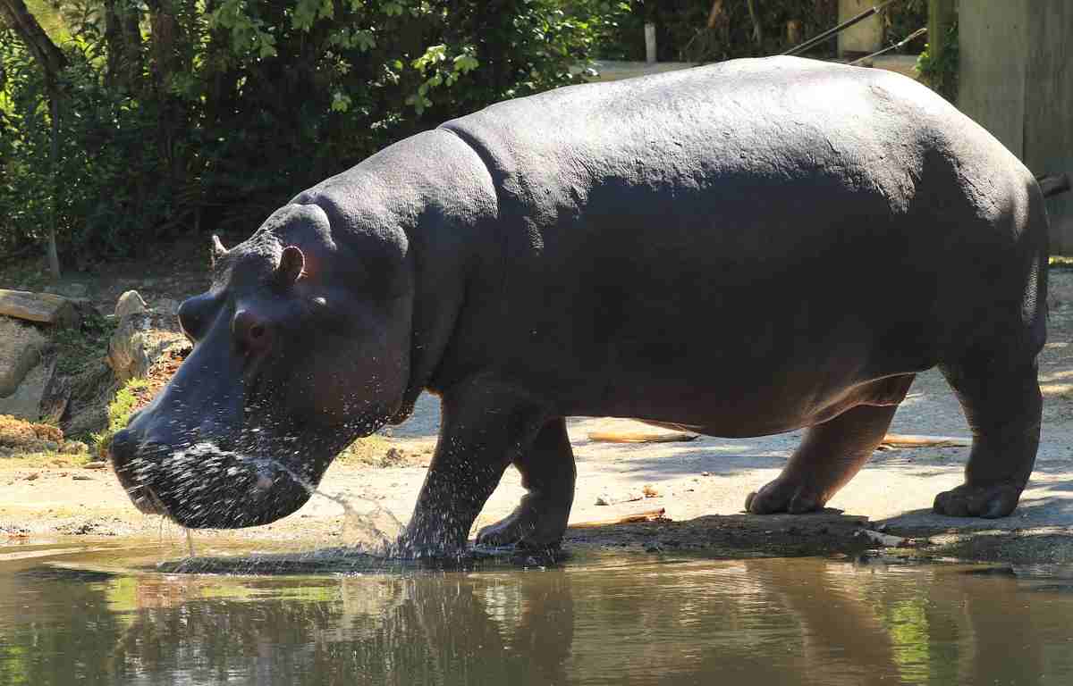 Ippopotamo: cosa mangia, dove vive, caratteristiche e curiosità