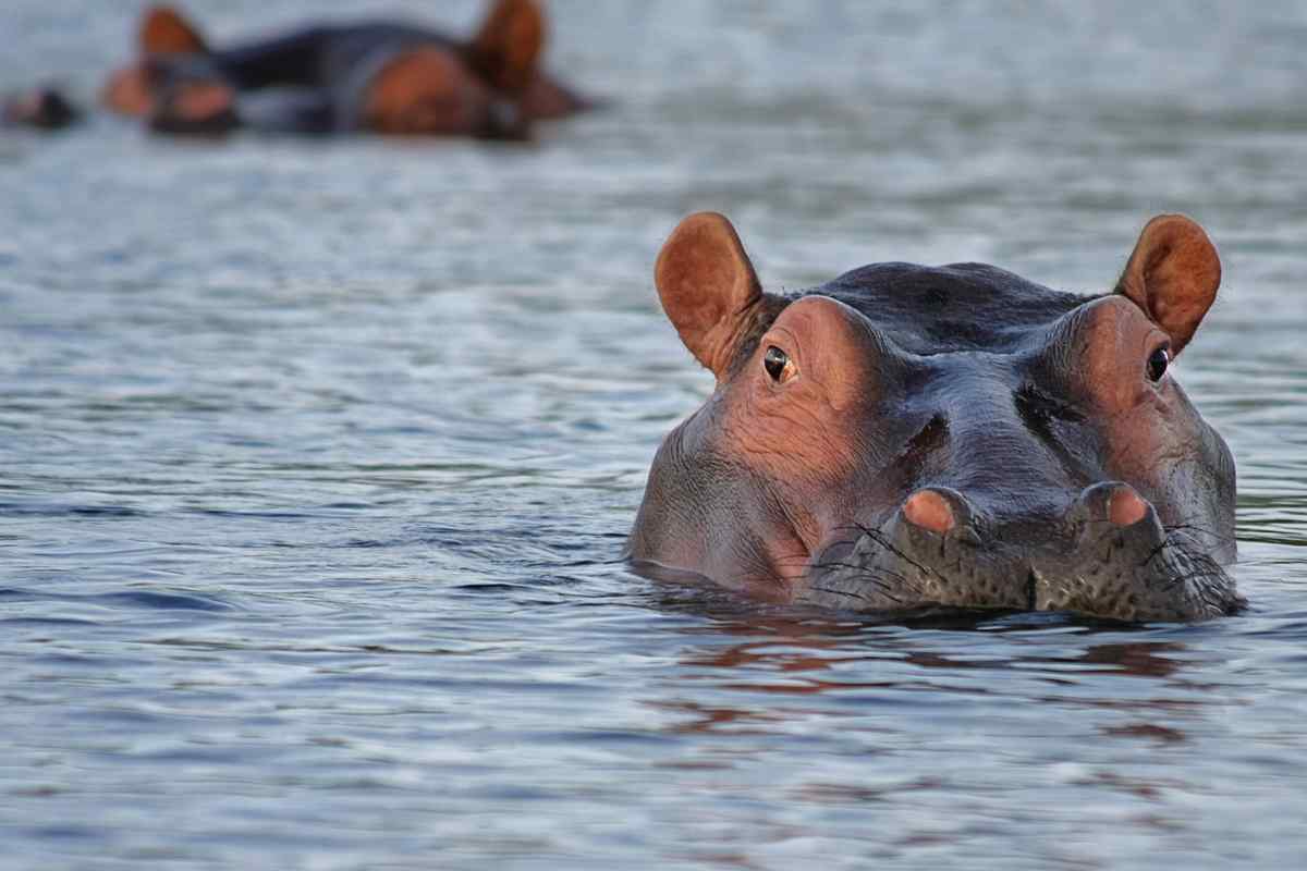 Ippopotamo: cosa mangia, dove vive, caratteristiche e curiosità