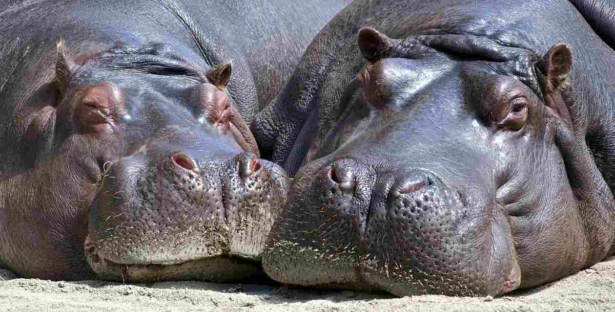 Ippopotamo: cosa mangia, dove vive, caratteristiche e curiosità