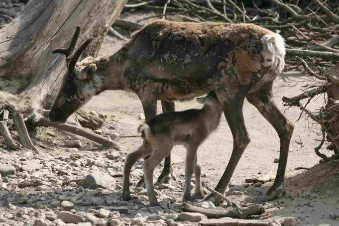 Renna: cosa mangia, dove vive, caratteristiche e curiosità
