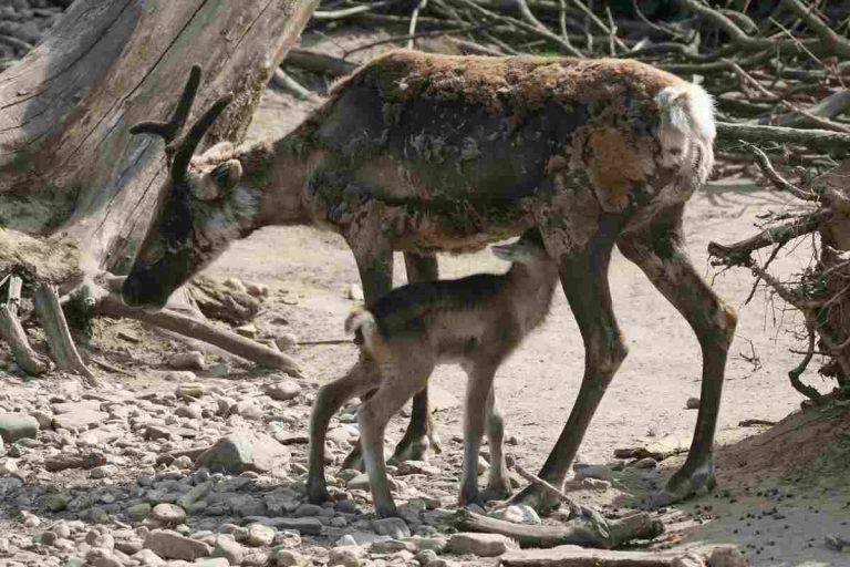 Renna: cosa mangia, dove vive, caratteristiche e curiosità