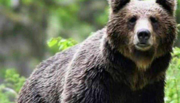 M49 l'orso più ricercato d'Italia va in letargo salvo a primavera