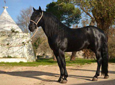 Razze cavalli dal profilo montonino: dal Murgese al Frisone