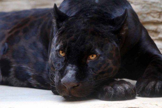 Pantera nera: cosa mangia, dove vive, caratteristiche e curiosità