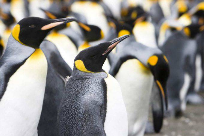 Specie di pinguini esistenti: caratteristiche fisiche e dove vivono