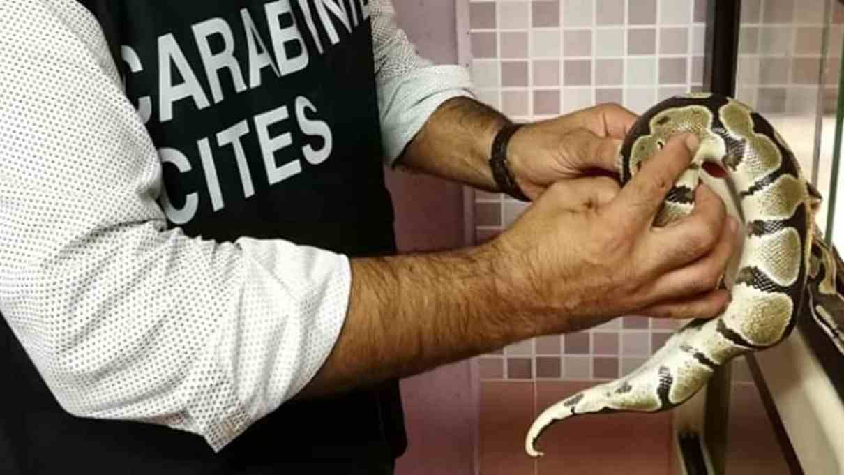 Pitone reale in giardino a Padova: era lungo più di un metro